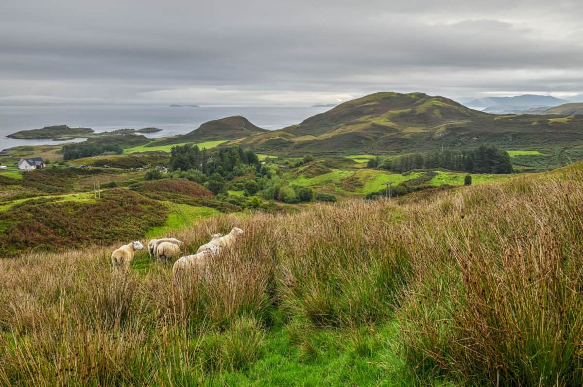 A Walk on the Green Isle of Kerrera: a Perfect Day Trip from Oban