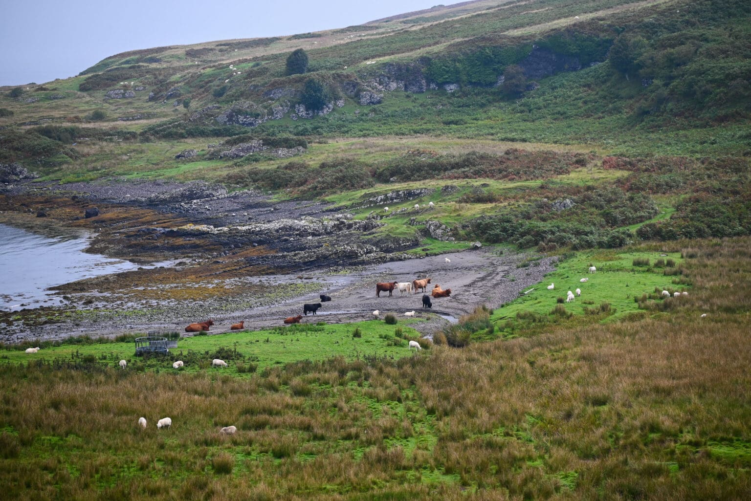 A Walk on the Green Isle of Kerrera: a Perfect Day Trip from Oban