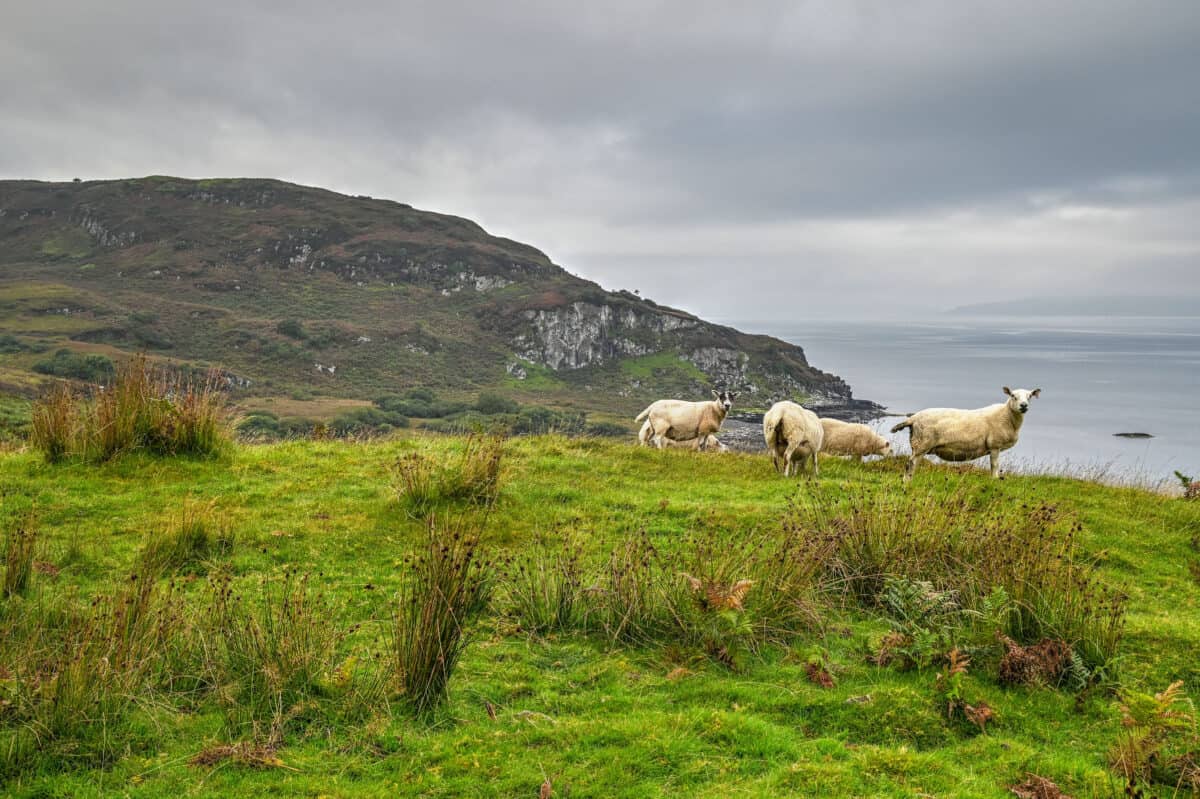 A Walk on the Green Isle of Kerrera: a Perfect Day Trip from Oban