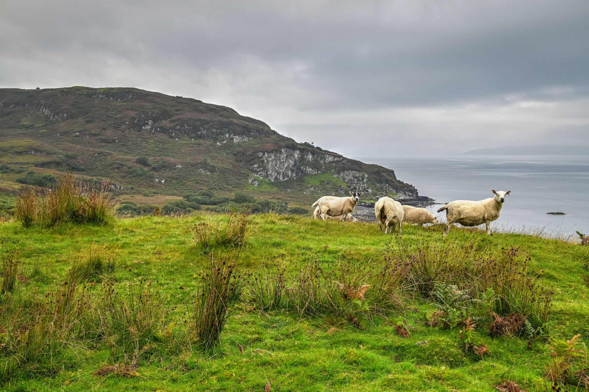 A Walk on the Green Isle of Kerrera: a Perfect Day Trip from Oban