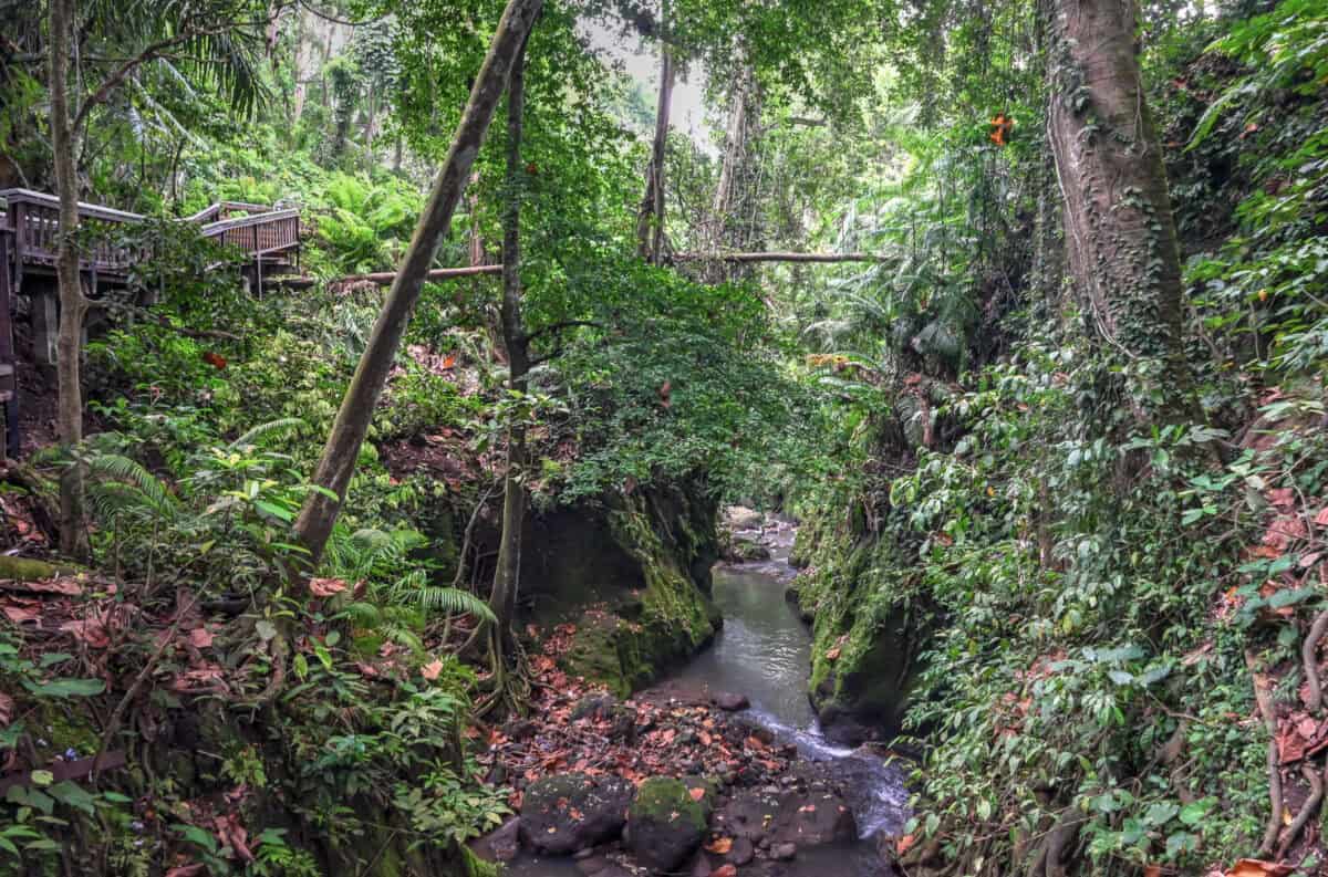 Bali's Ubud Monkey Forest - A Visiting Guide