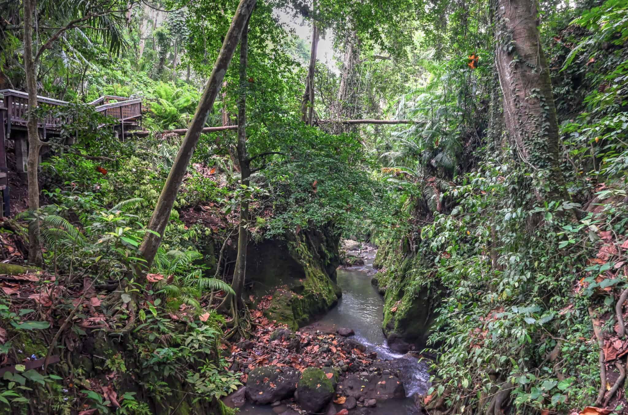 Bali's Ubud Monkey Forest - A Visiting Guide