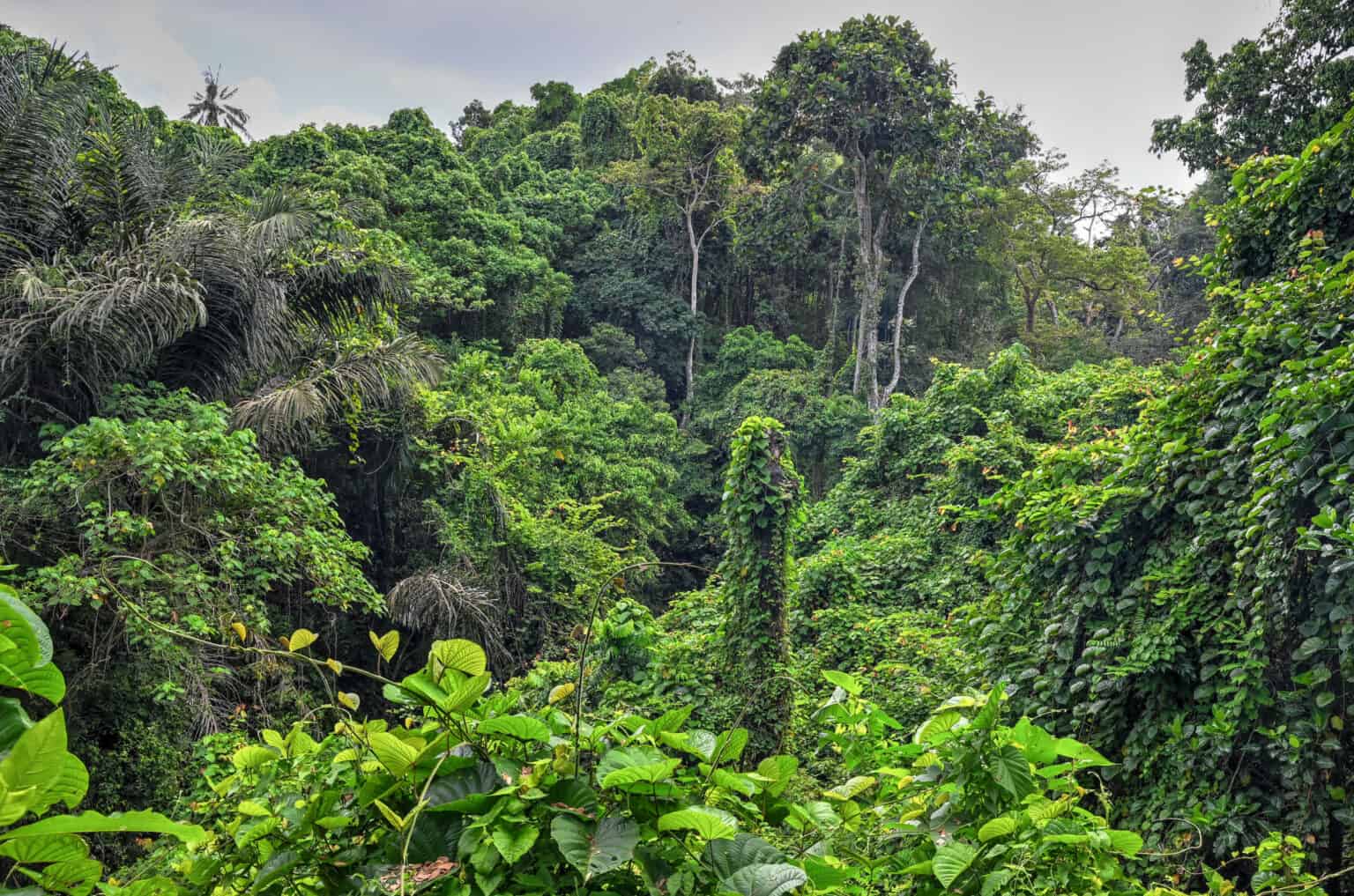 Bali's Ubud Monkey Forest - A Visiting Guide